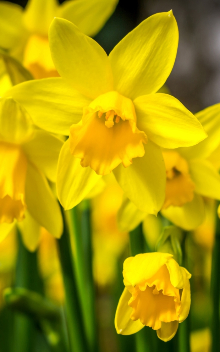 Cubberley Senior High School Class Of 1961, Palo Alto, CA