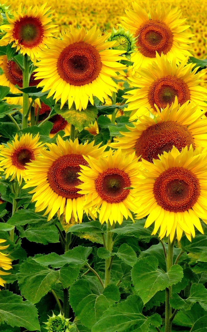 Cubberley Senior High School Class Of 1961, Palo Alto, CA